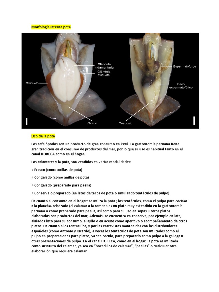 Morfología interna pota | PDF