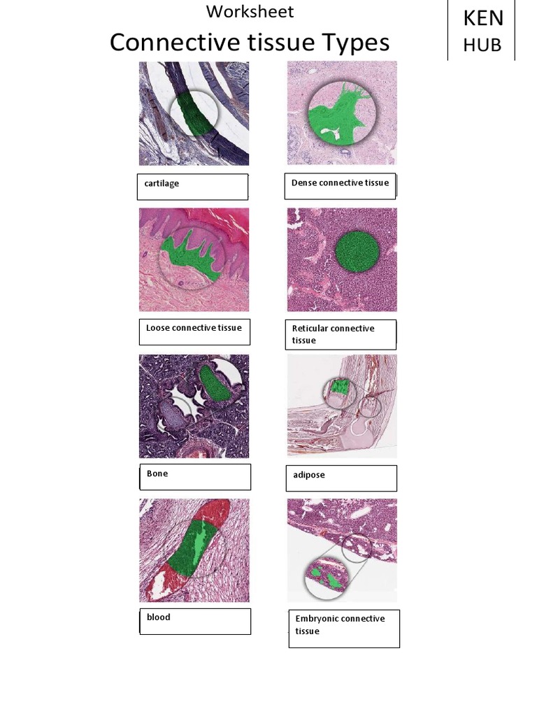 Types of Connective Tissue Explained | PDF