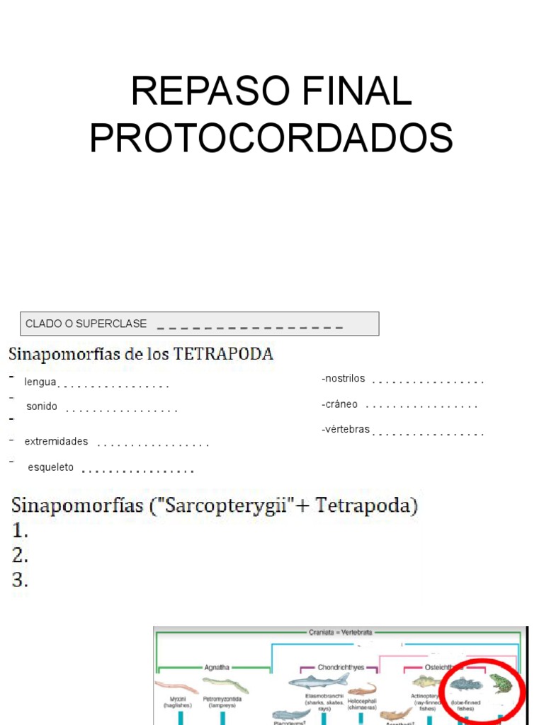 Repaso Final Protocordados | PDF