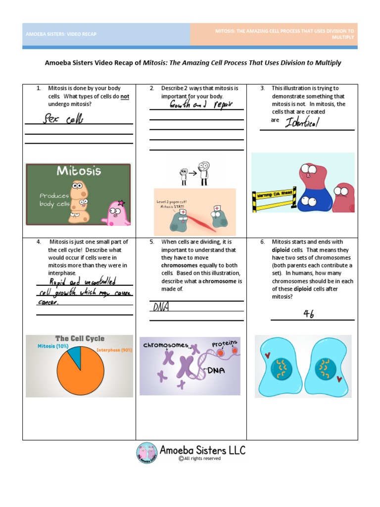 63383-373662-Video Recap of Mitosis v. 2 by Amoeba Sisters | PDF ...