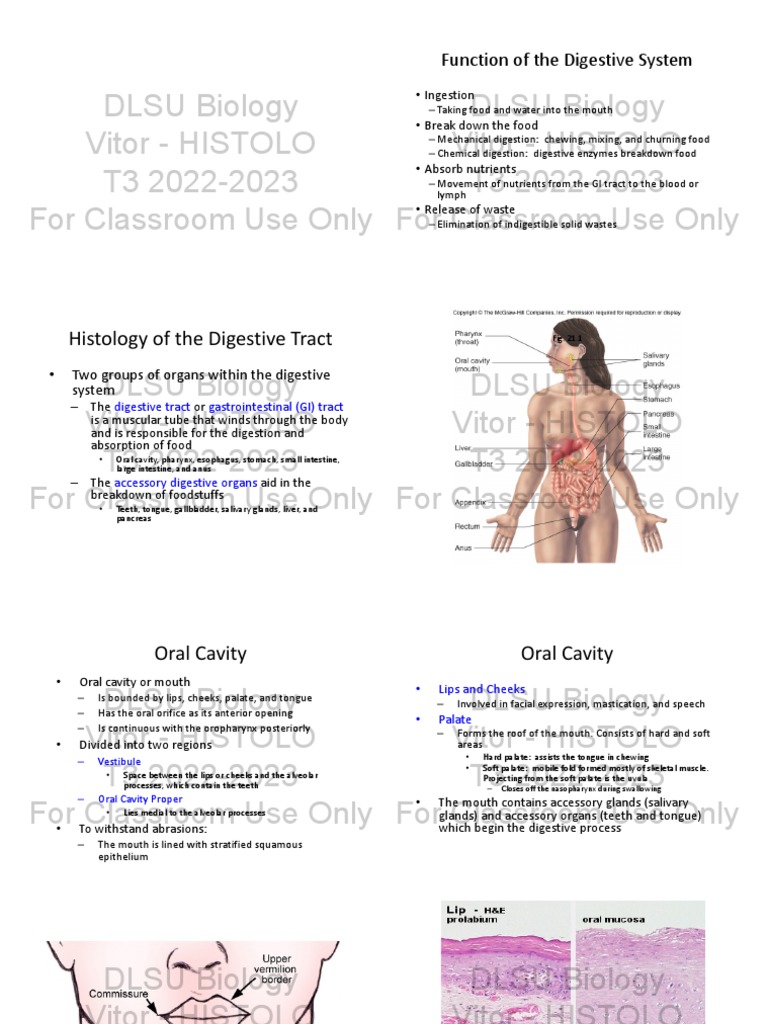 HISTOLO Lecture 4 - Histology of the Digestive System | PDF | Stomach ...