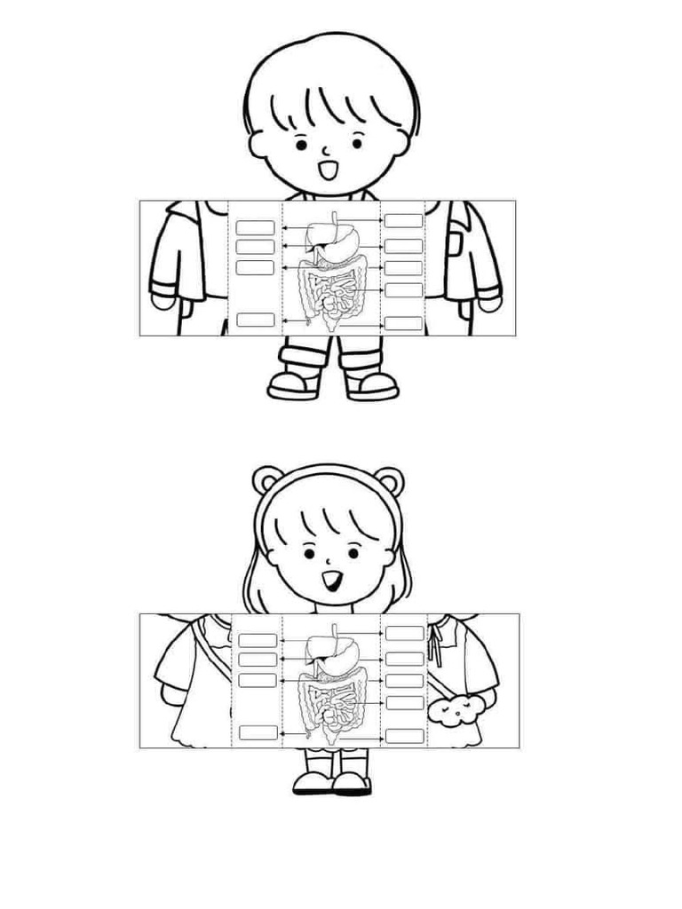 Emberi test_belső szervek_színező | PDF