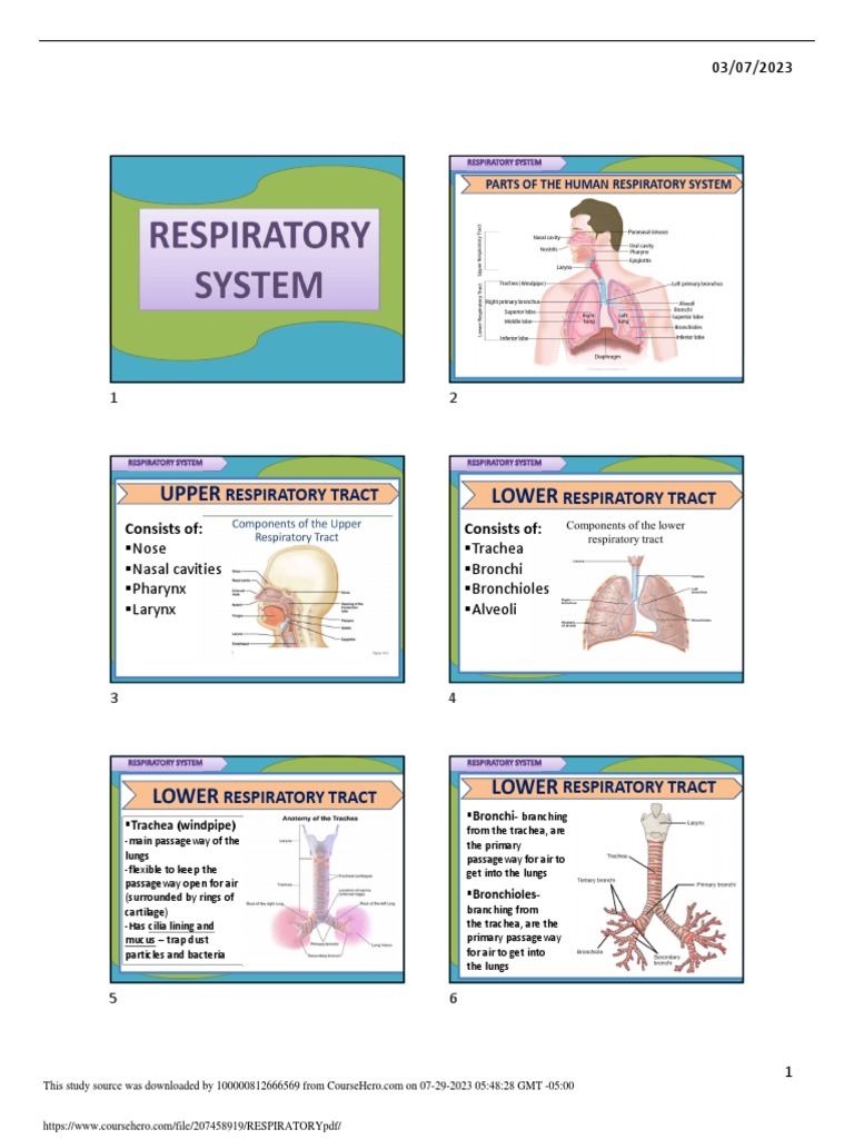Respiratory System PPT (Biology) | PDF | Respiratory Tract | Lung