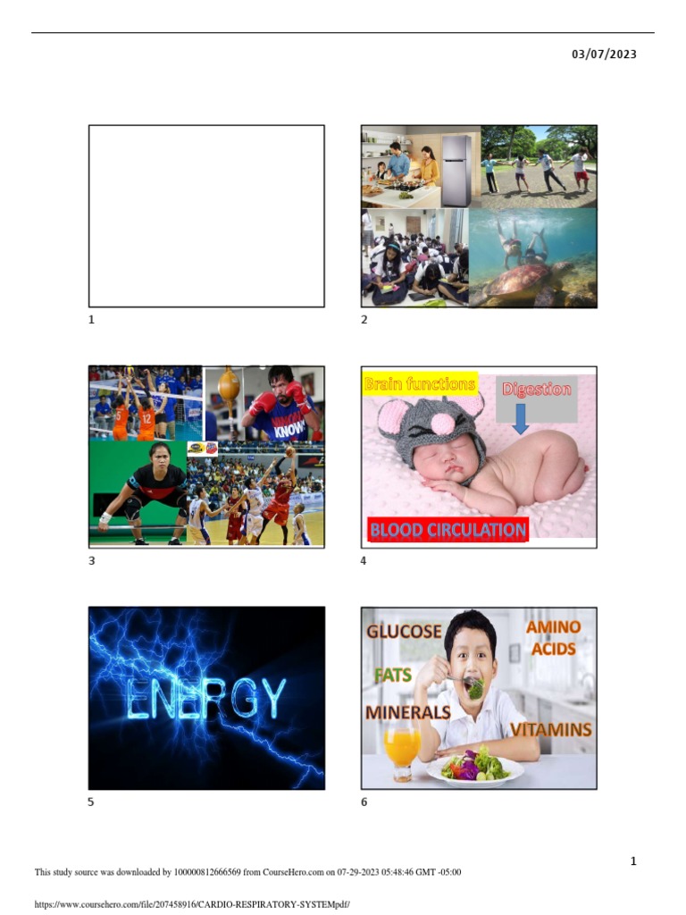 Cardio-Respiratory Homeostasis Guide | PDF | Heart | Blood Vessel