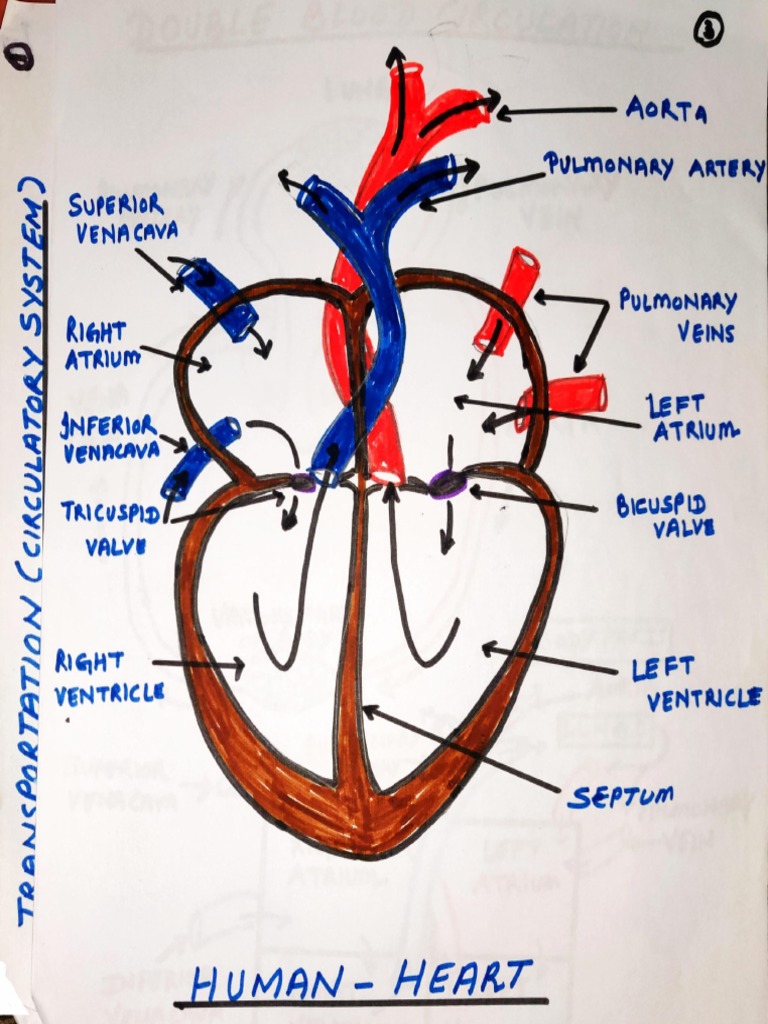 Ch. 6 - Diagrams - Structure of Human Heart and Working of Human Heart ...