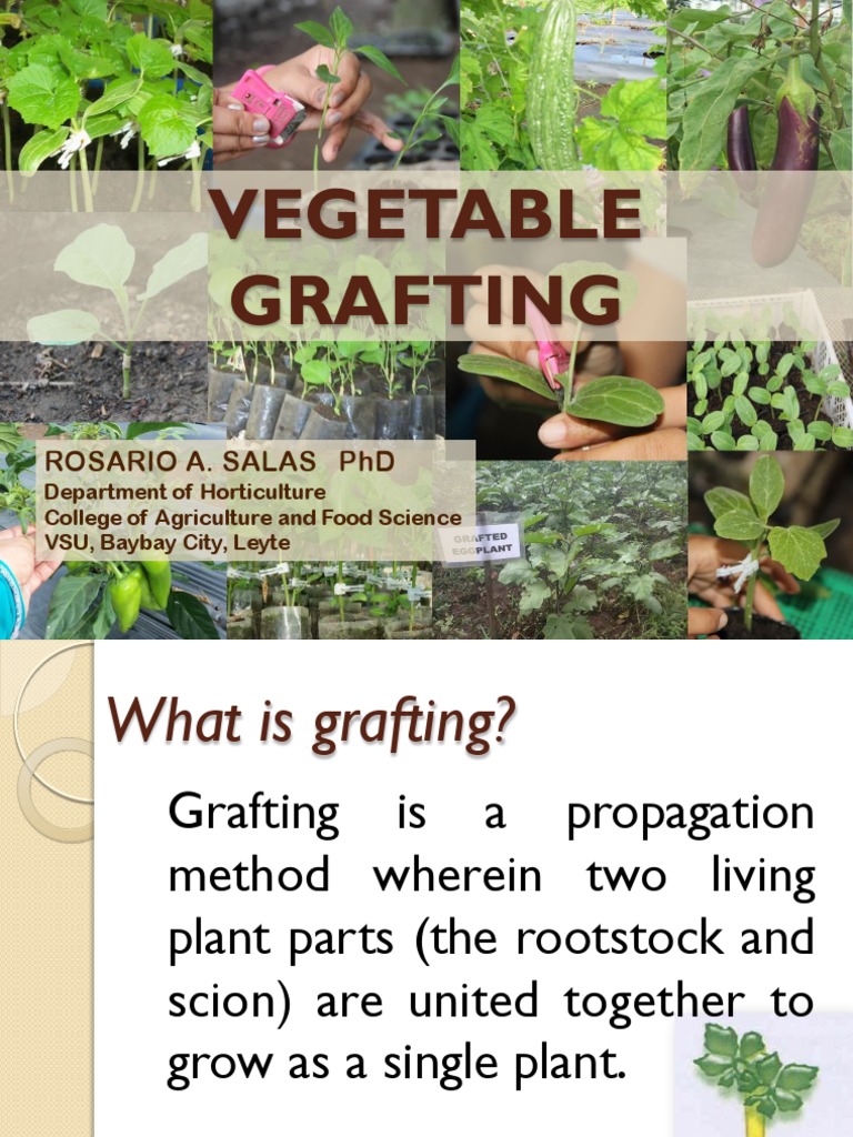 GRAFTING - Ati | PDF