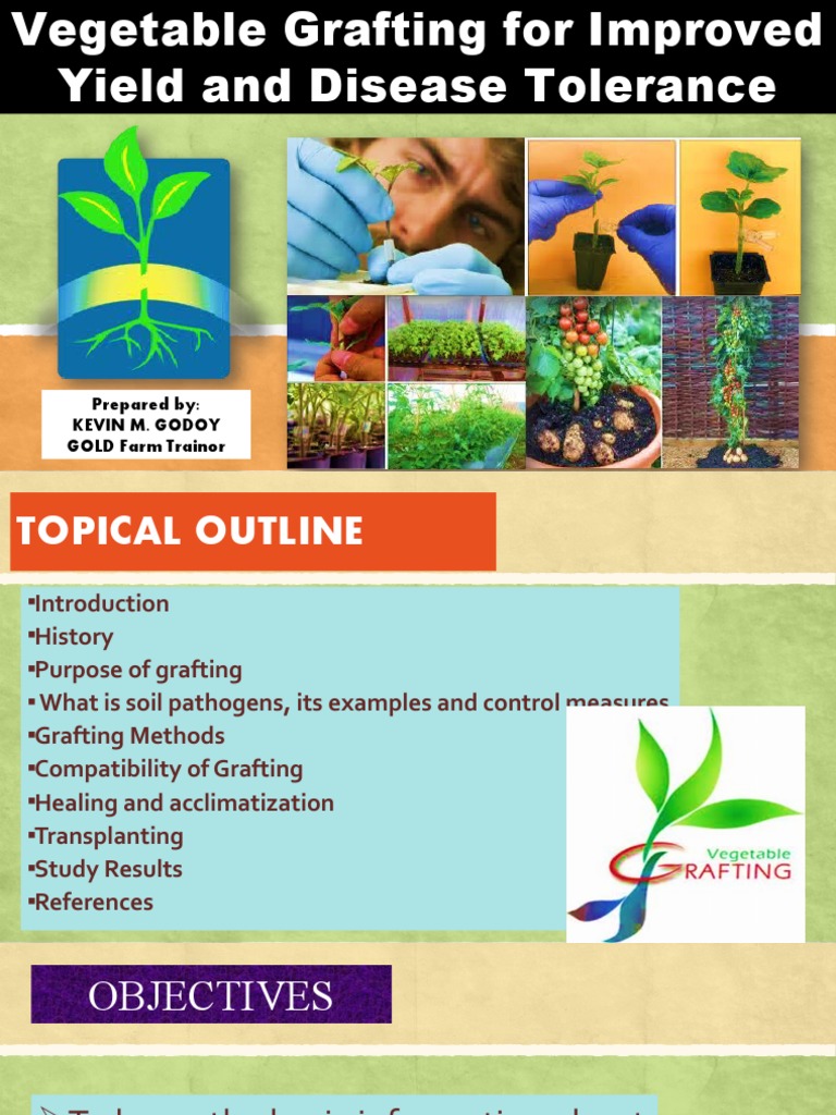 Vegetable Grafting Report | PDF | Grafting | Plant Pathology