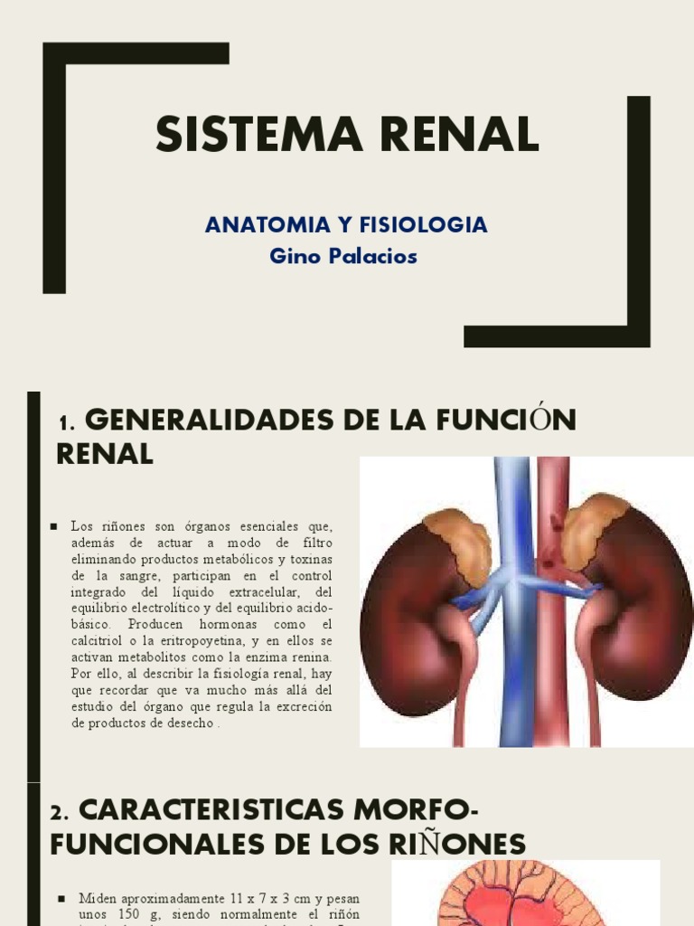 Anatomia2 - Sistema Renal | PDF