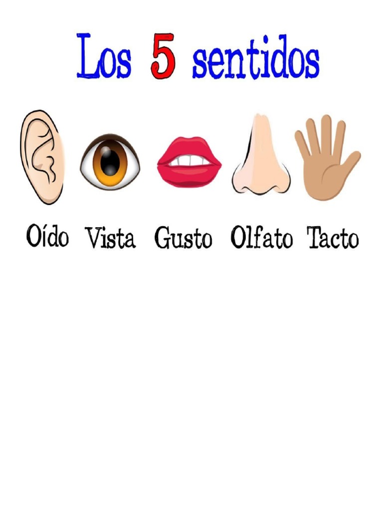 Los Cinco Sentidos Del Cuerpo Humano | PDF