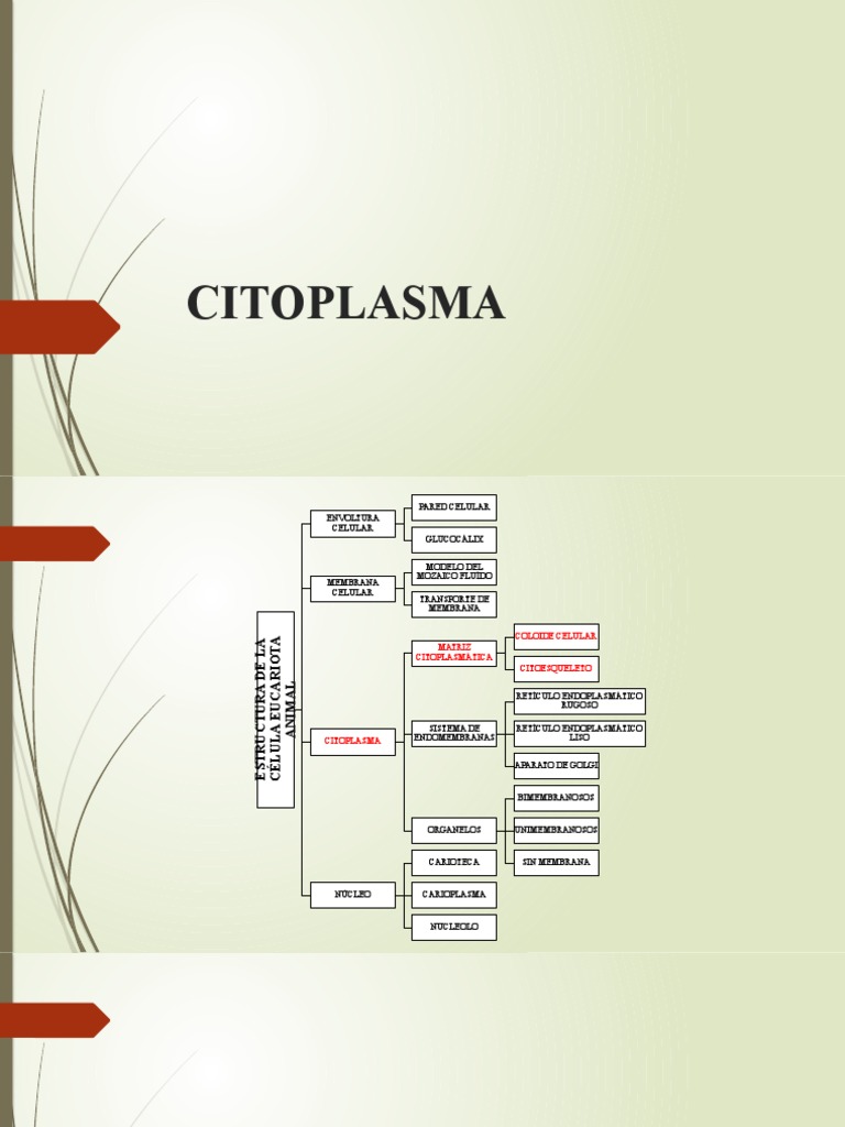 CITOPLASMA DIAPOS | PDF