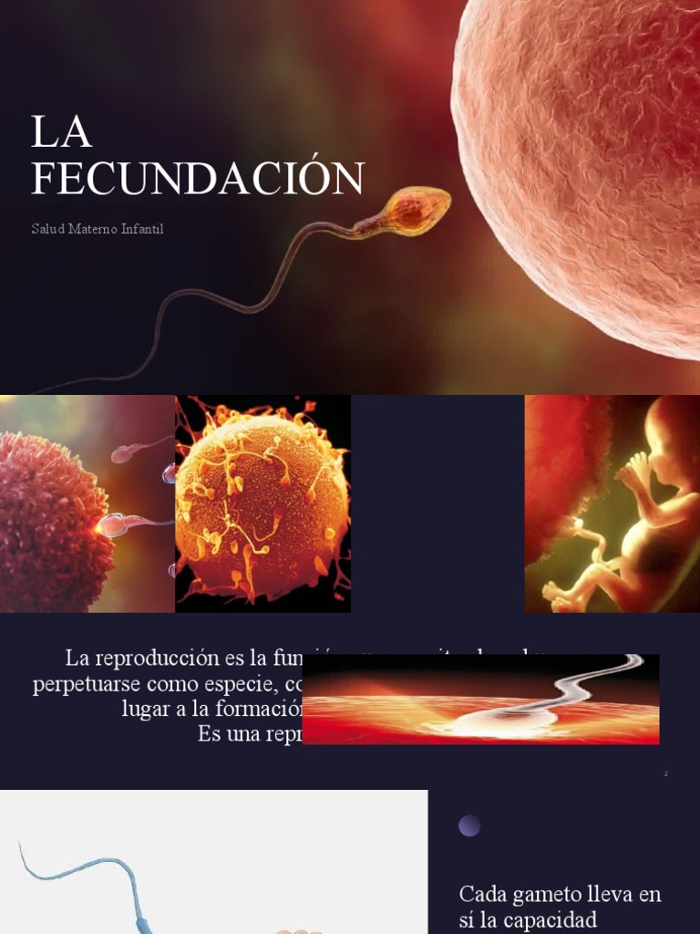 La Fecundación | PDF | Reproducción | Procesos biologicos