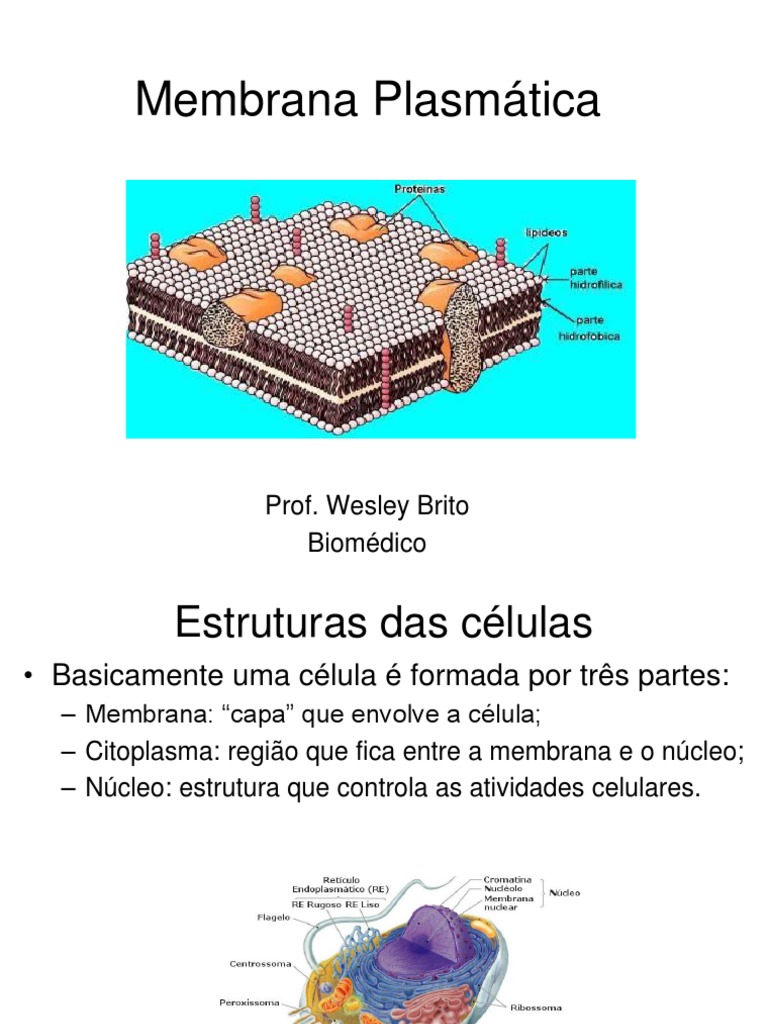 Aula 03 - Membrana Plasmática | Download grátis PDF | Membrana celular | Osmose