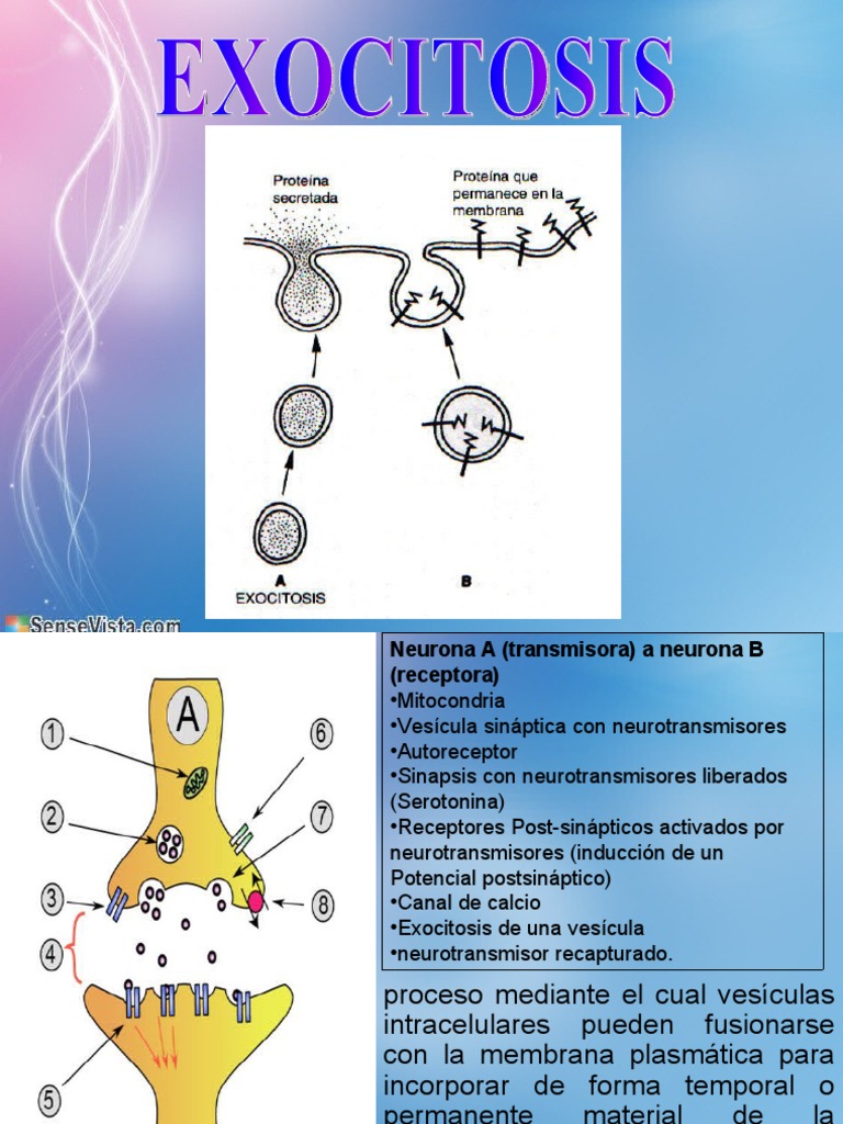 EXOCITOSIS | PDF
