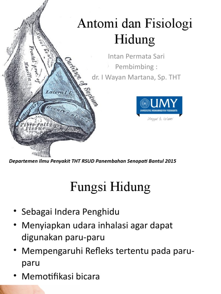 Antomi dan Fisiologi Hidung (TUGAS) | PDF