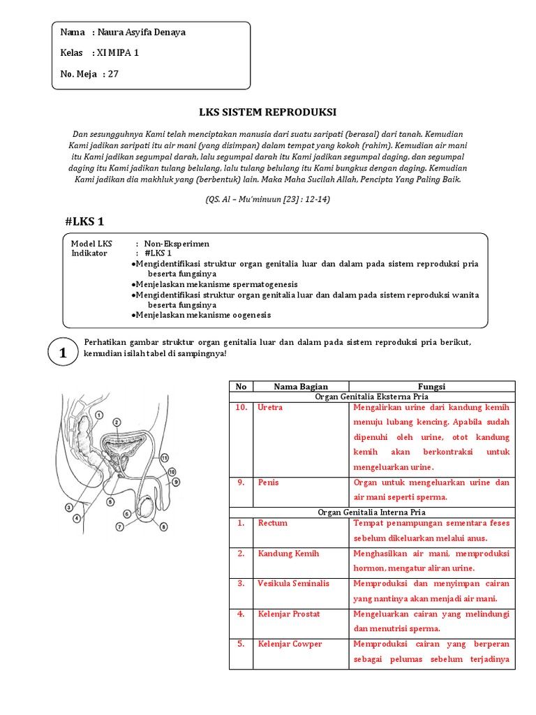 LKS Sistem Reproduksi 1 | PDF