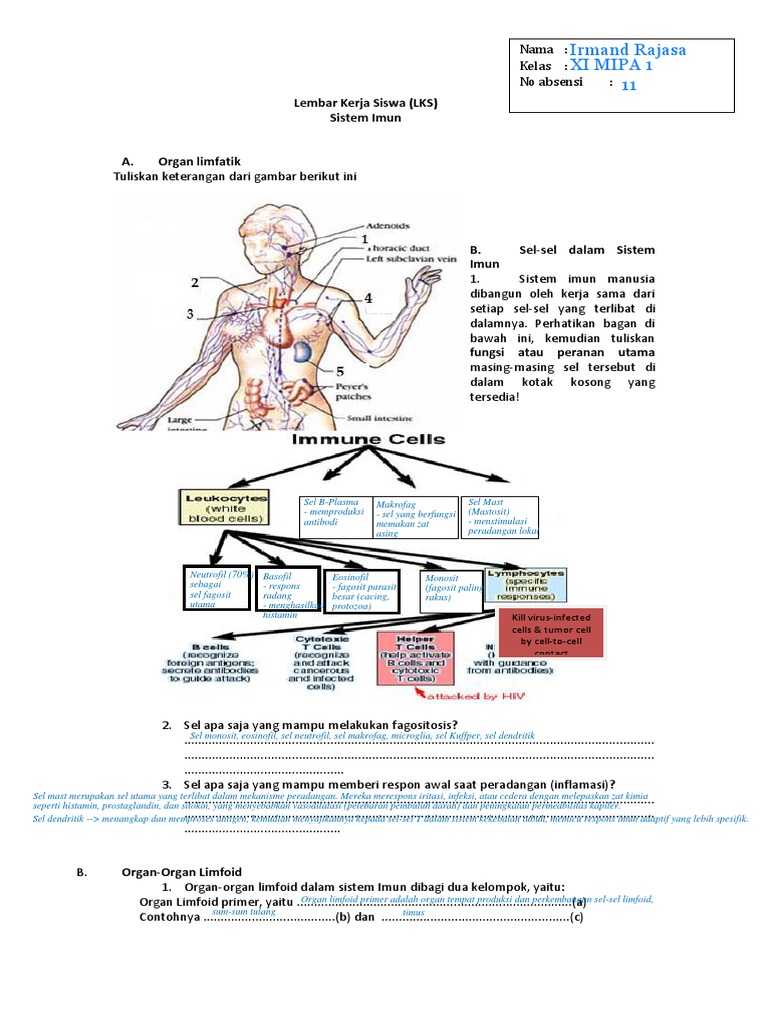 Sistem Imun: Sel dan Organ Limfoid | PDF