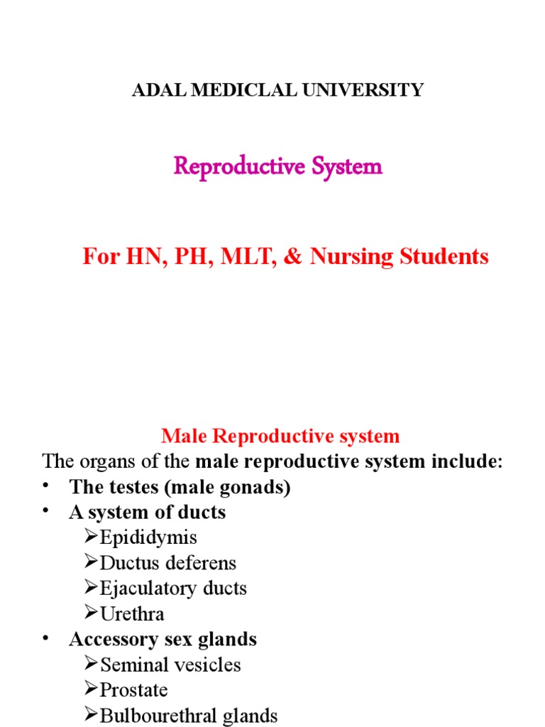 Reproductive System | PDF | Ovary | Vagina