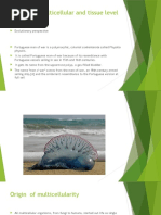 Phylum Porifera Activity | PDF | Sponge | Cell (Biology)
