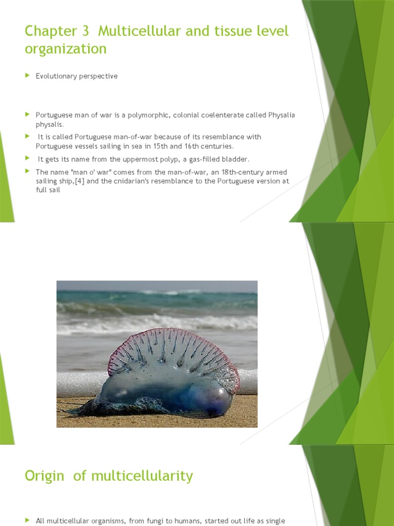 Chapter 3 Multicellular and Tissue Level Organization | PDF