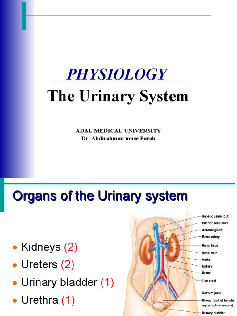 Urinery System Physiology | PDF