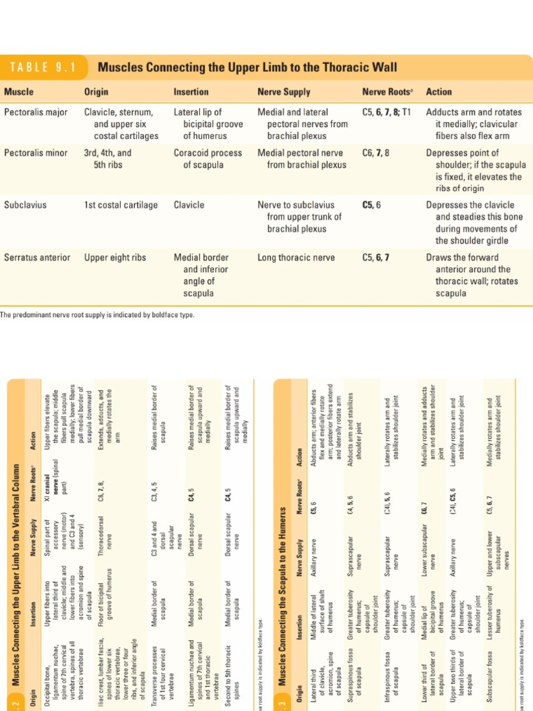 Snell All Muscles | PDF