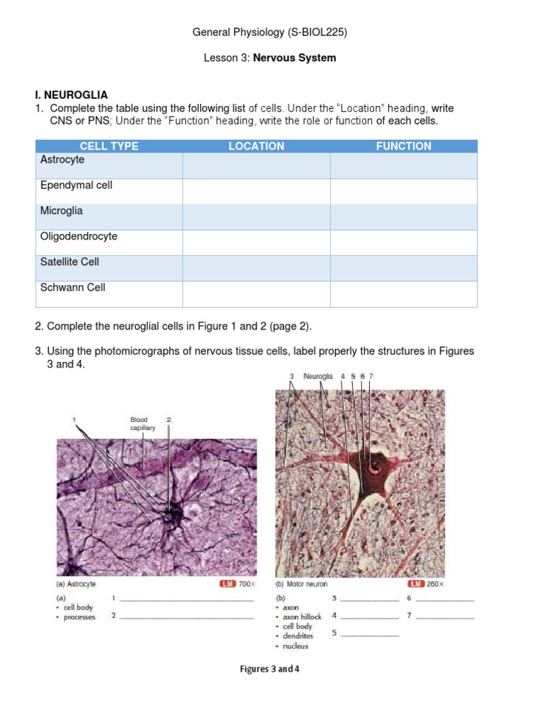 Nervous Physiology | PDF | Axon | Myelin