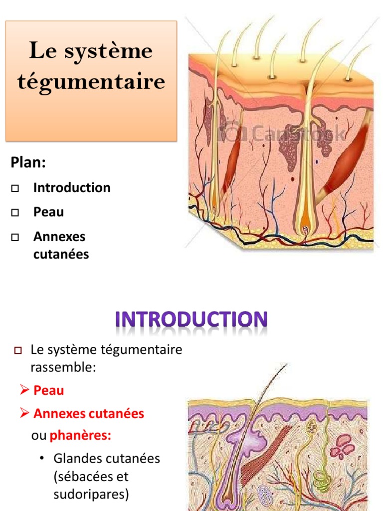 -3-Le système tégumentaire | PDF