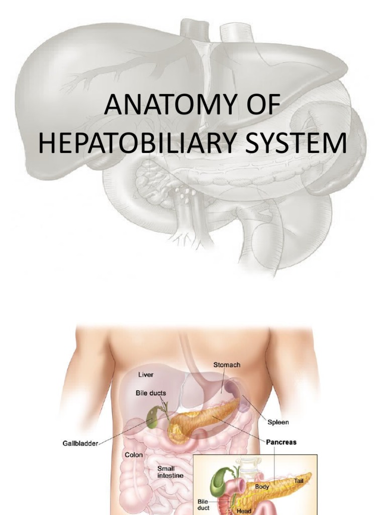 Hepatobiliary System Overview | PDF
