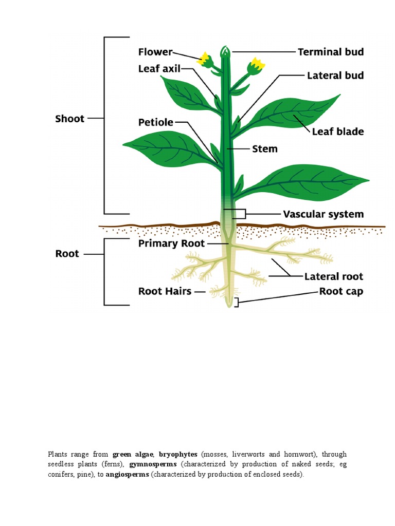 BOT101 Notes On Plant Form and Functions | PDF