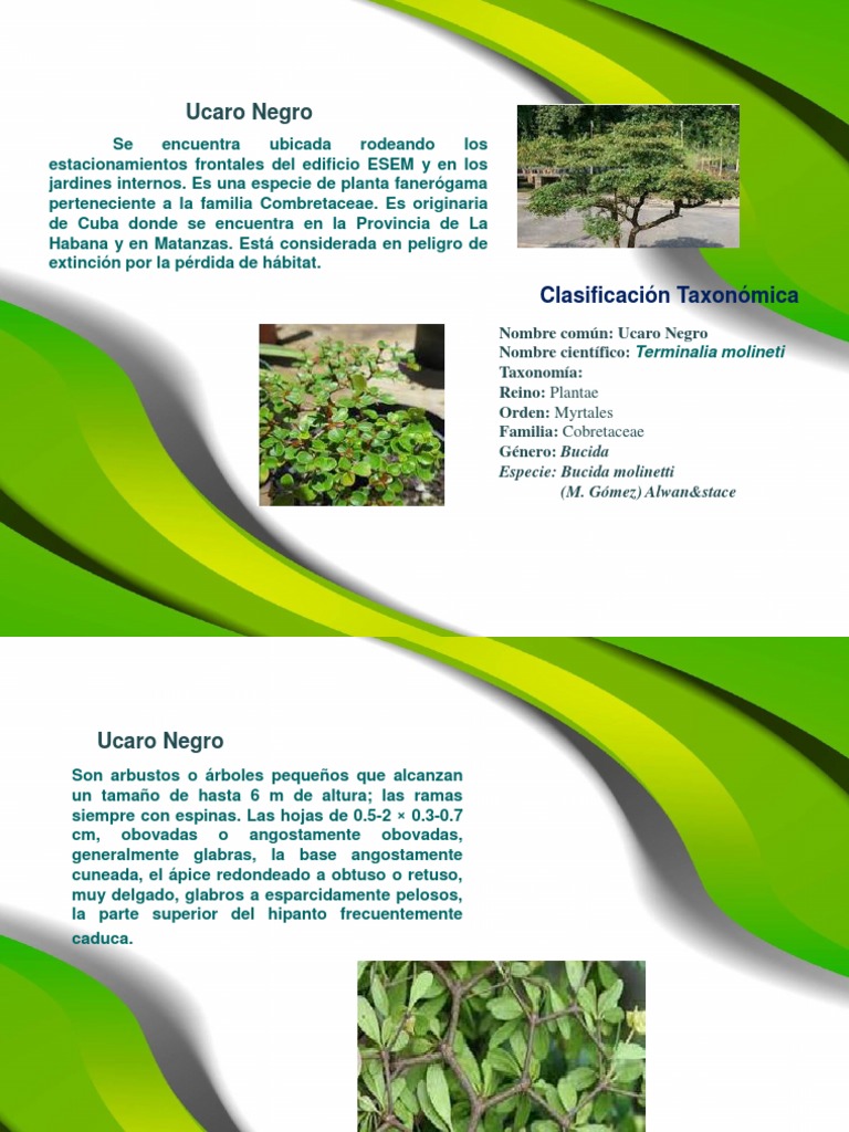 Ucaro Negro: Características y Hábitat | PDF