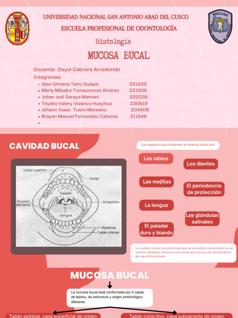 Mucosa Bucal | PDF | Epitelio | Membrana mucosa