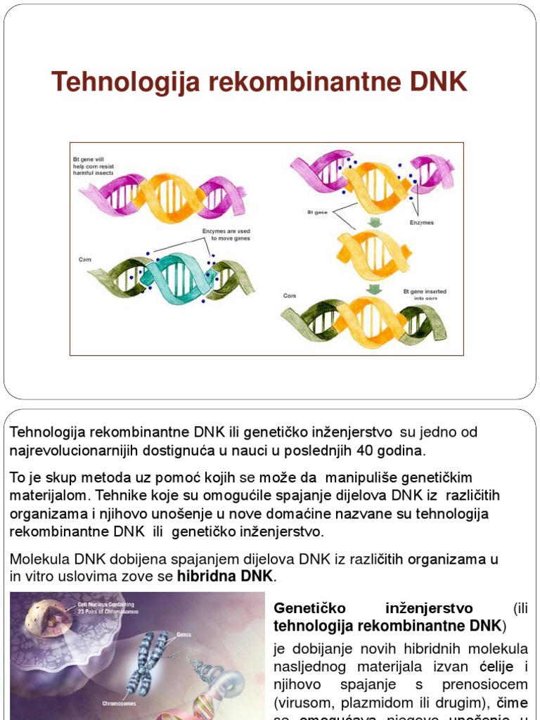Rekombinantna DNK - 6 - I Dio | PDF