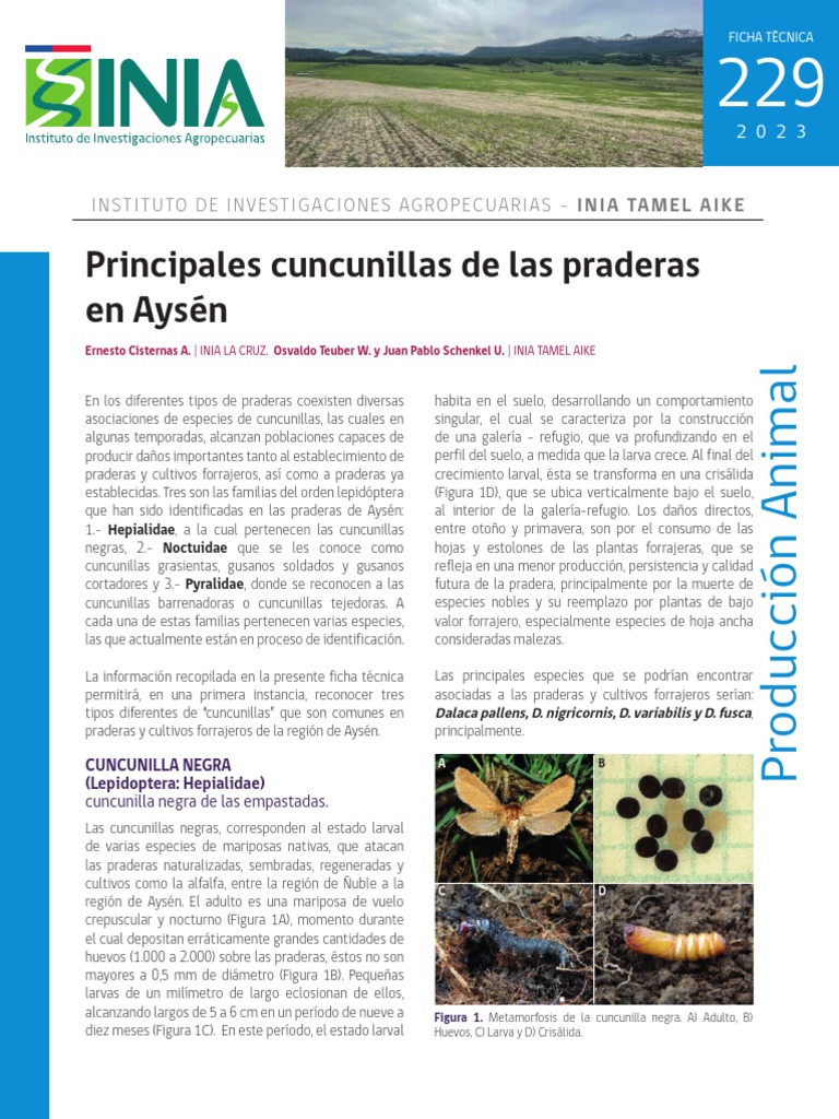Principales Cuncunillas de Las Praderas en Aysén | PDF