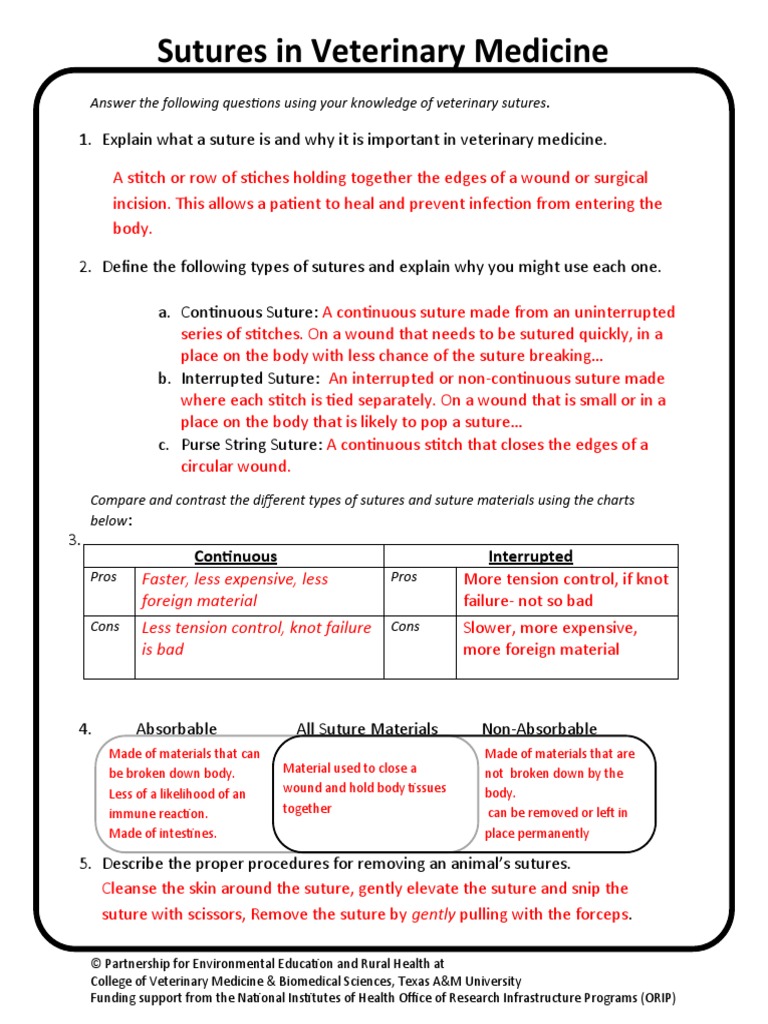 KEY Sutures Activity Worksheet and Tips | PDF