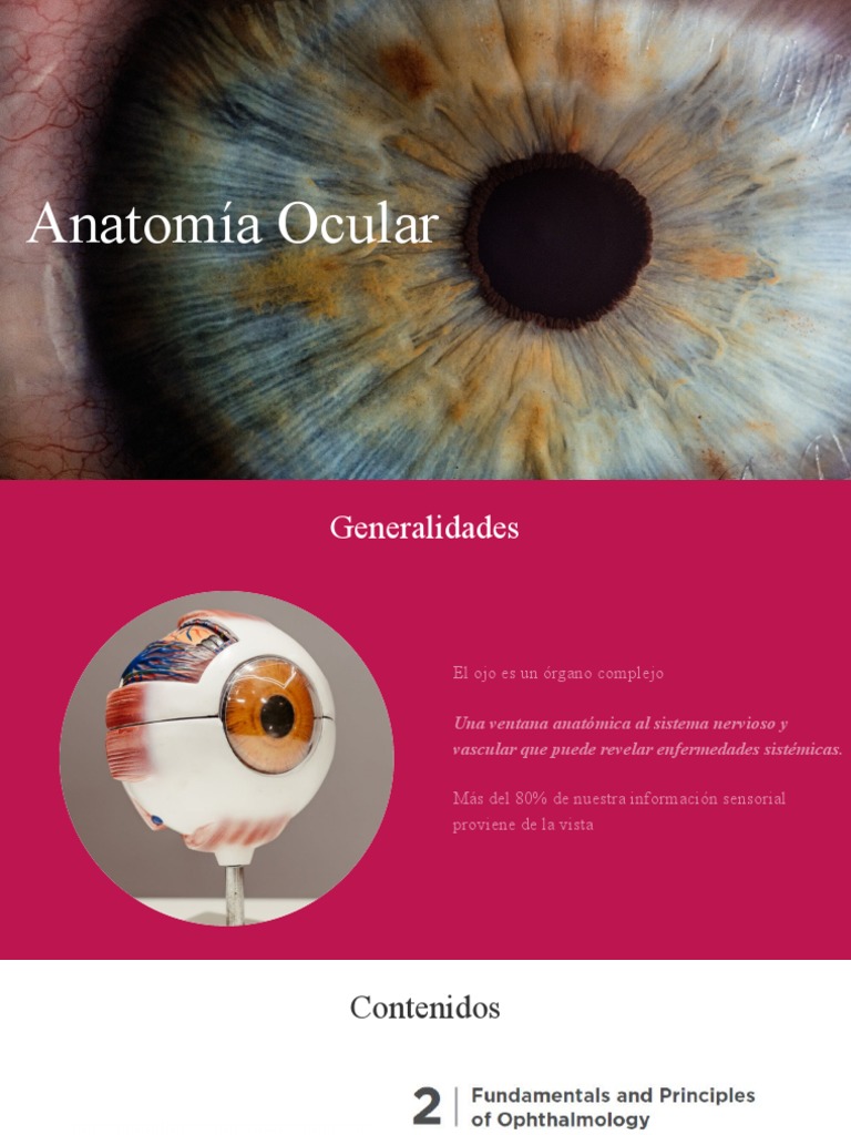 Anatomía Del Globo Ocular | PDF | Córnea | Ojo humano