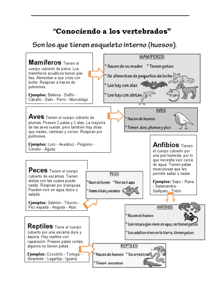 Conociendo A Los Vertebrados | PDF