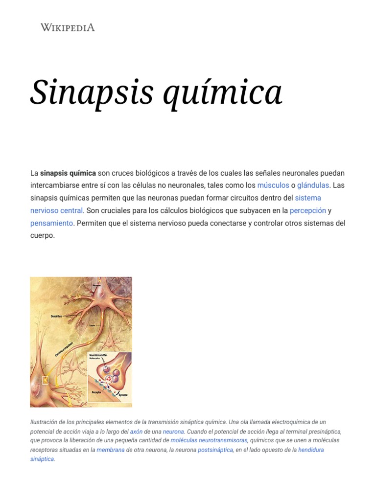 Sinapsis Química - Wikipedia, La Enciclopedia Libre | PDF | Sinapsis ...