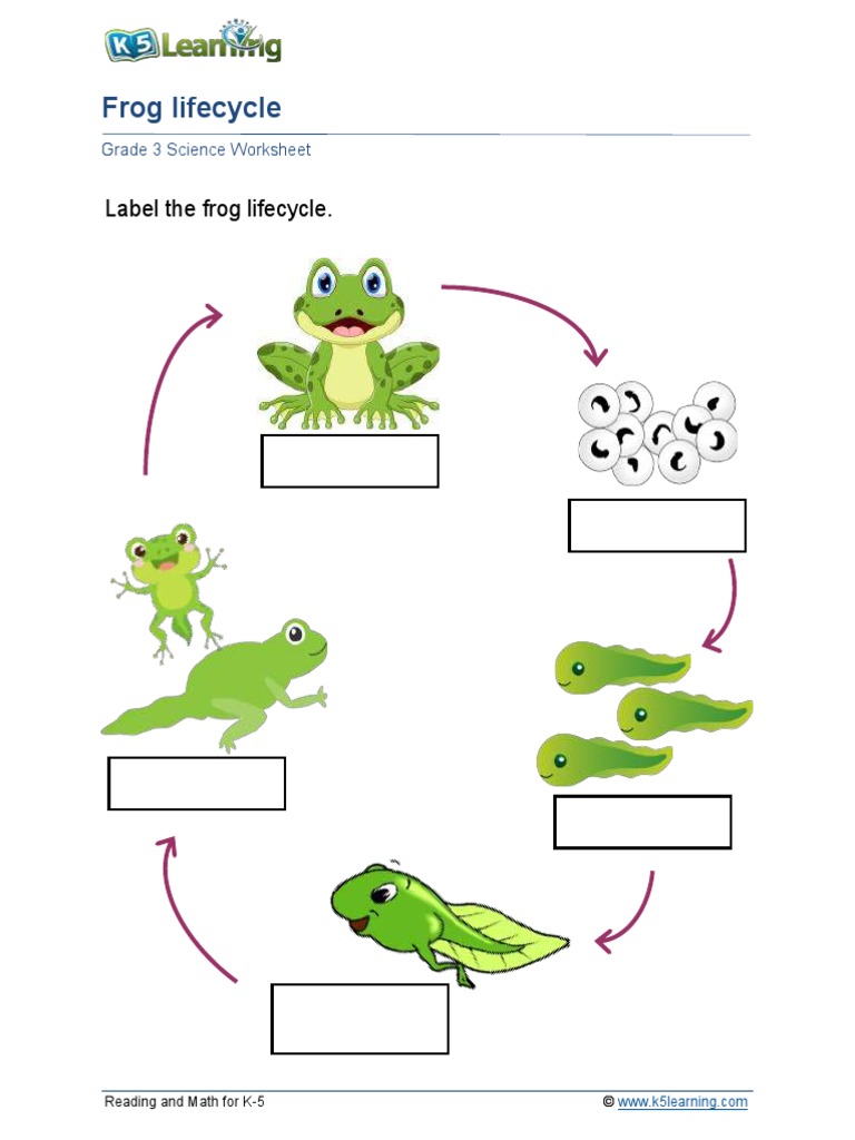 Grade 3 Animal Lifecycle B | PDF