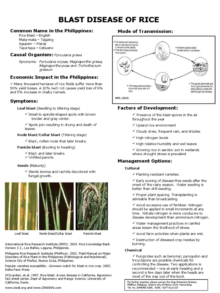 Blast Fact Sheet | PDF | Branches Of Botany | Organisms