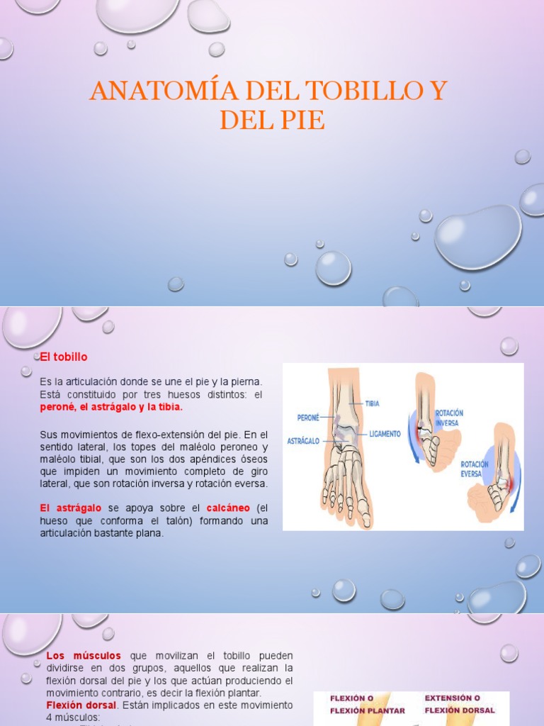 Anatomía del Tobillo y Pie | PDF | Tobillo | Pie