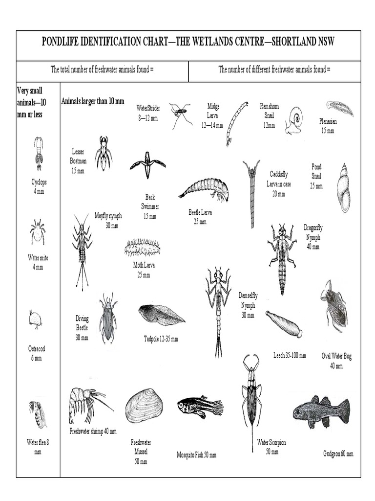 Pond Animal Id Chart | PDF