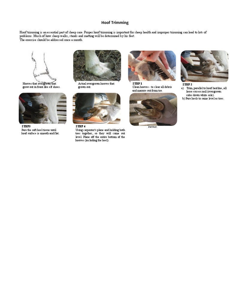 Sheep Hoof Trimming Guide | PDF