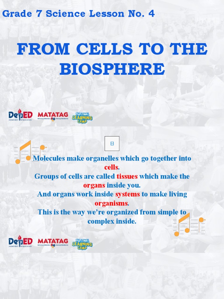G7 Enhance Lesson4 | PDF | Cell (Biology) | Biology