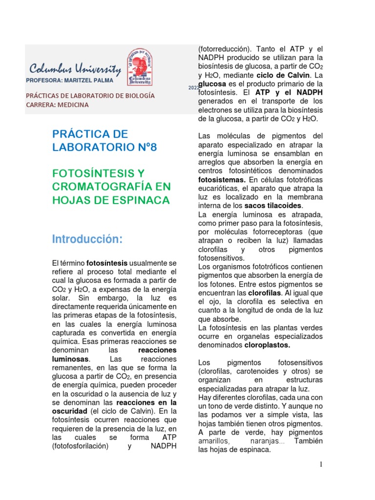 LAB Nº8 FOTO BIo | PDF