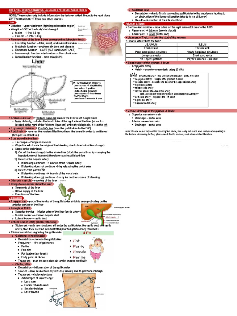 Gallbladder Anatomy and Cholelithiasis | PDF | Liver | Gallbladder