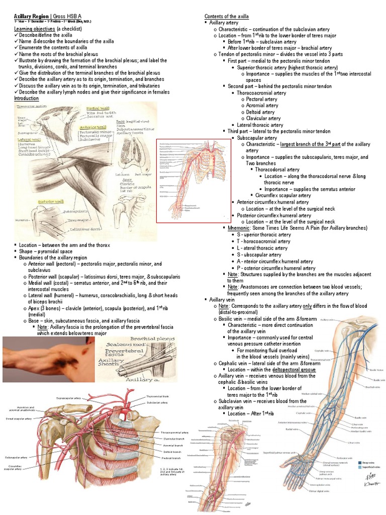 Gross HSB A - Axillary Region | PDF | Arm | Limbs (Anatomy)