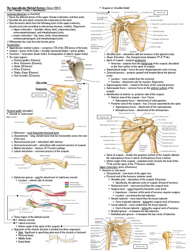 Appendicular Skeletal System Overview | PDF | Lower Limb Anatomy ...