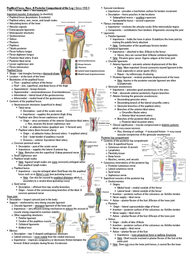 Gross HSB A - Popliteal Fossa, Knee Joint, and Posterior Leg | PDF