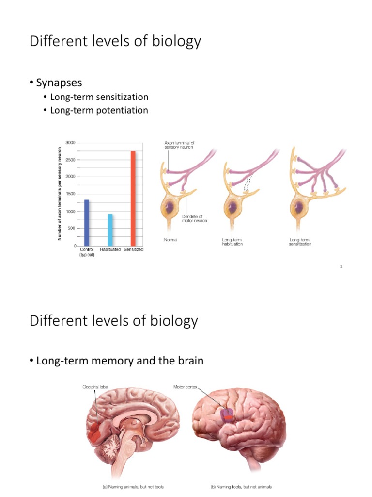 Lecture 6 Thinking and Intelligence | PDF | Intelligence | Goal