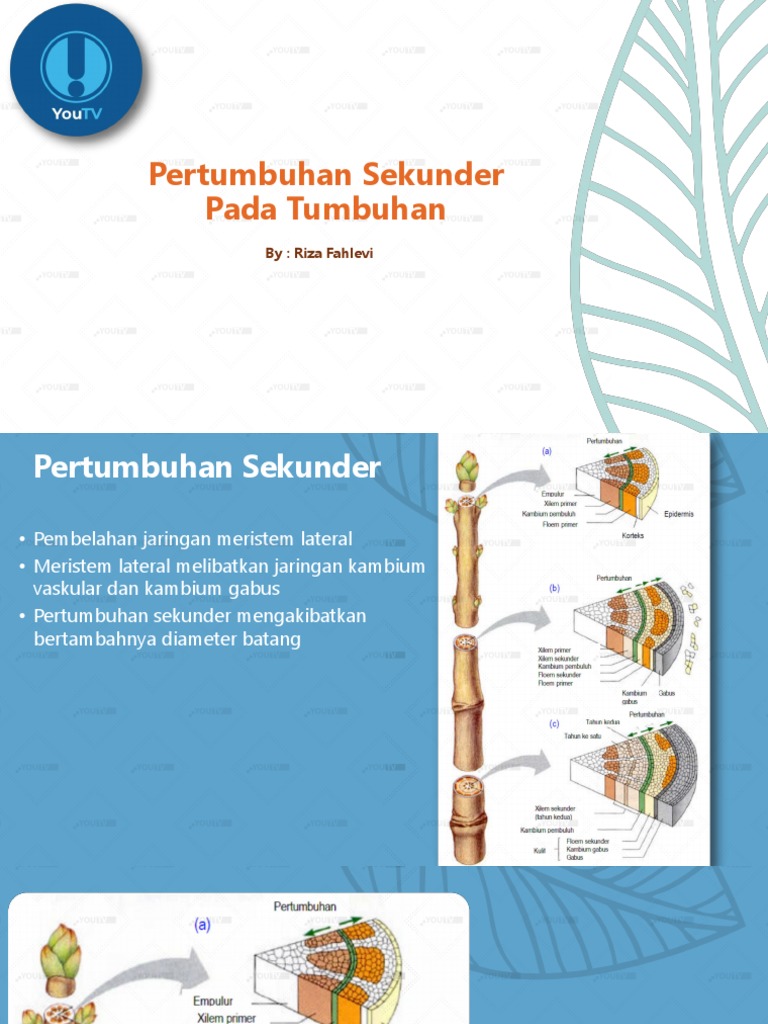 Pertumbuhan Sekunder pada Tumbuhan | PDF
